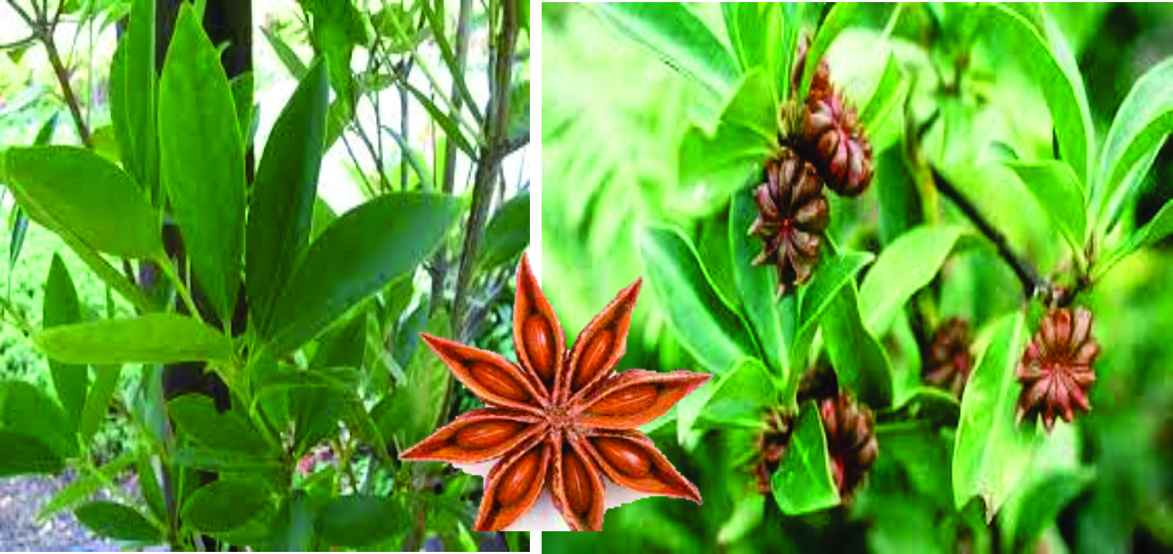 Illicium verum Hook F. – sabor de plantas