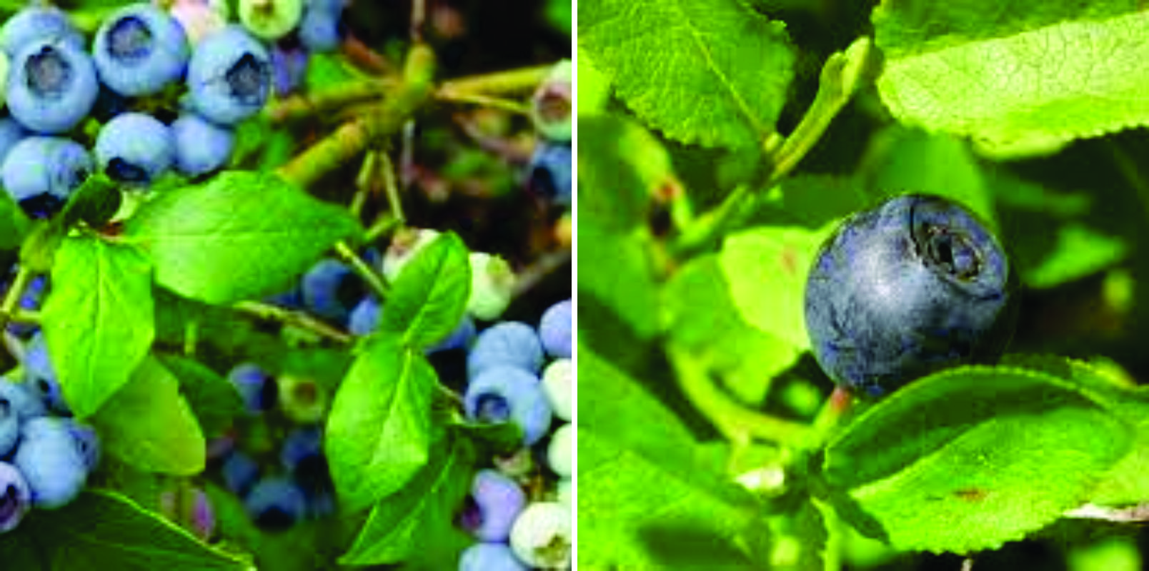 Vaccinium myrtillus L. – sabor de plantas