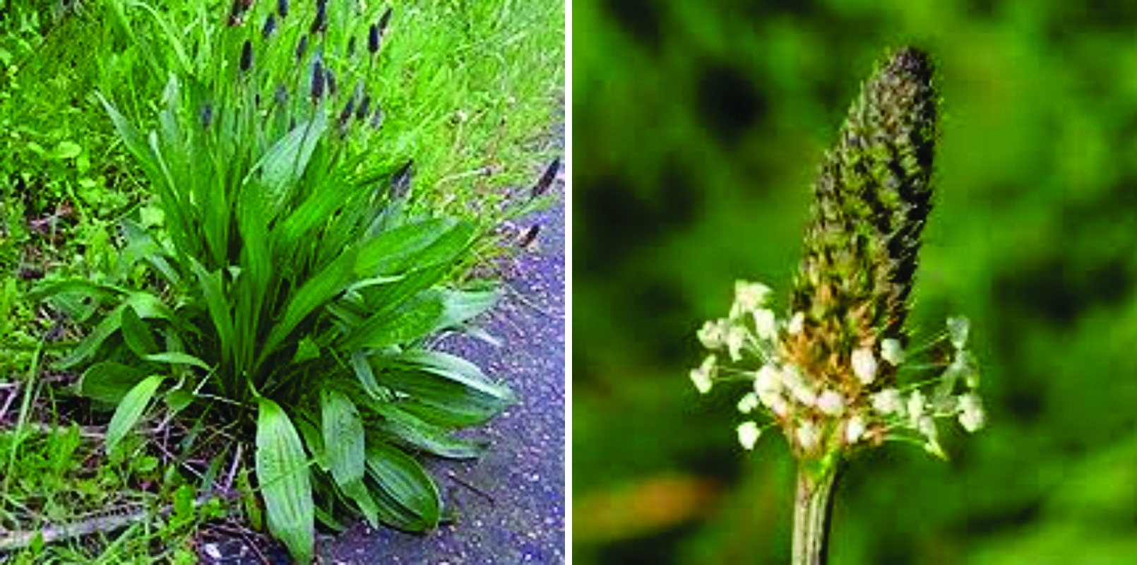 Plantago lanceolata L. – sabor de plantas